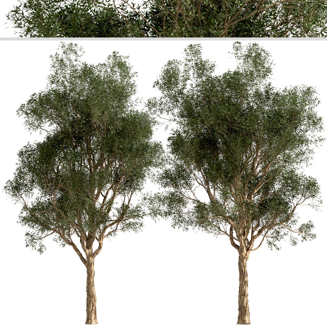 3D Set Of Eucalyptus Globulus Or Blue Gum Tree - 2 Trees - TurboSquid ...