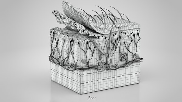 modelo 3d Anatomía de las partes de la piel - TurboSquid 1769936