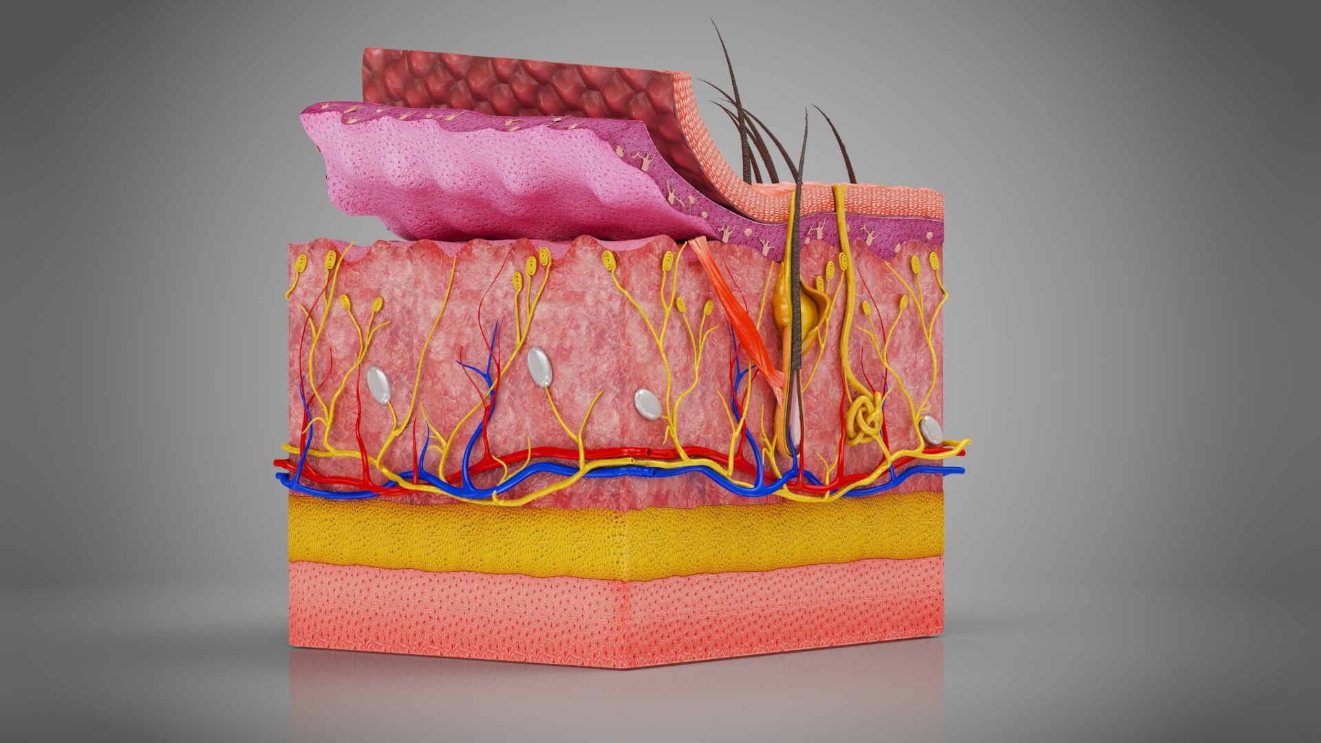 3D Skin Parts Anatomy - TurboSquid 1769936