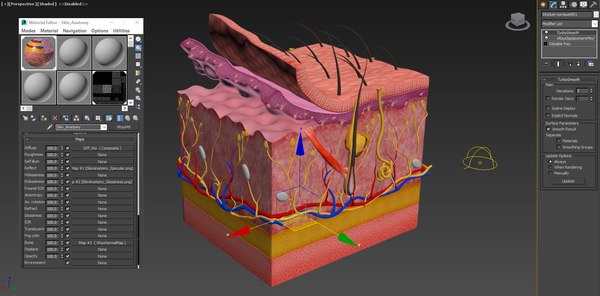 modelo 3d Anatomía de las partes de la piel - TurboSquid 1769936