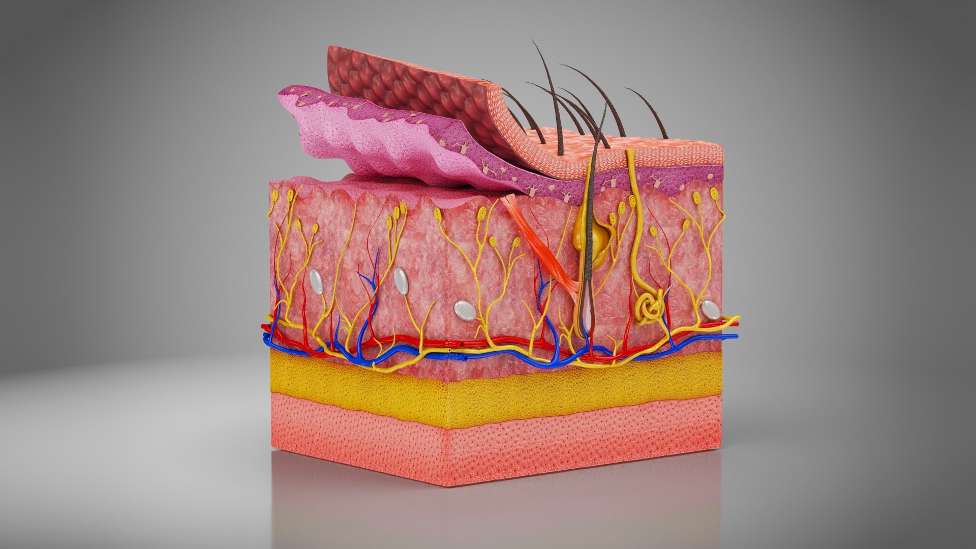 3D Skin Parts Anatomy - TurboSquid 1769936