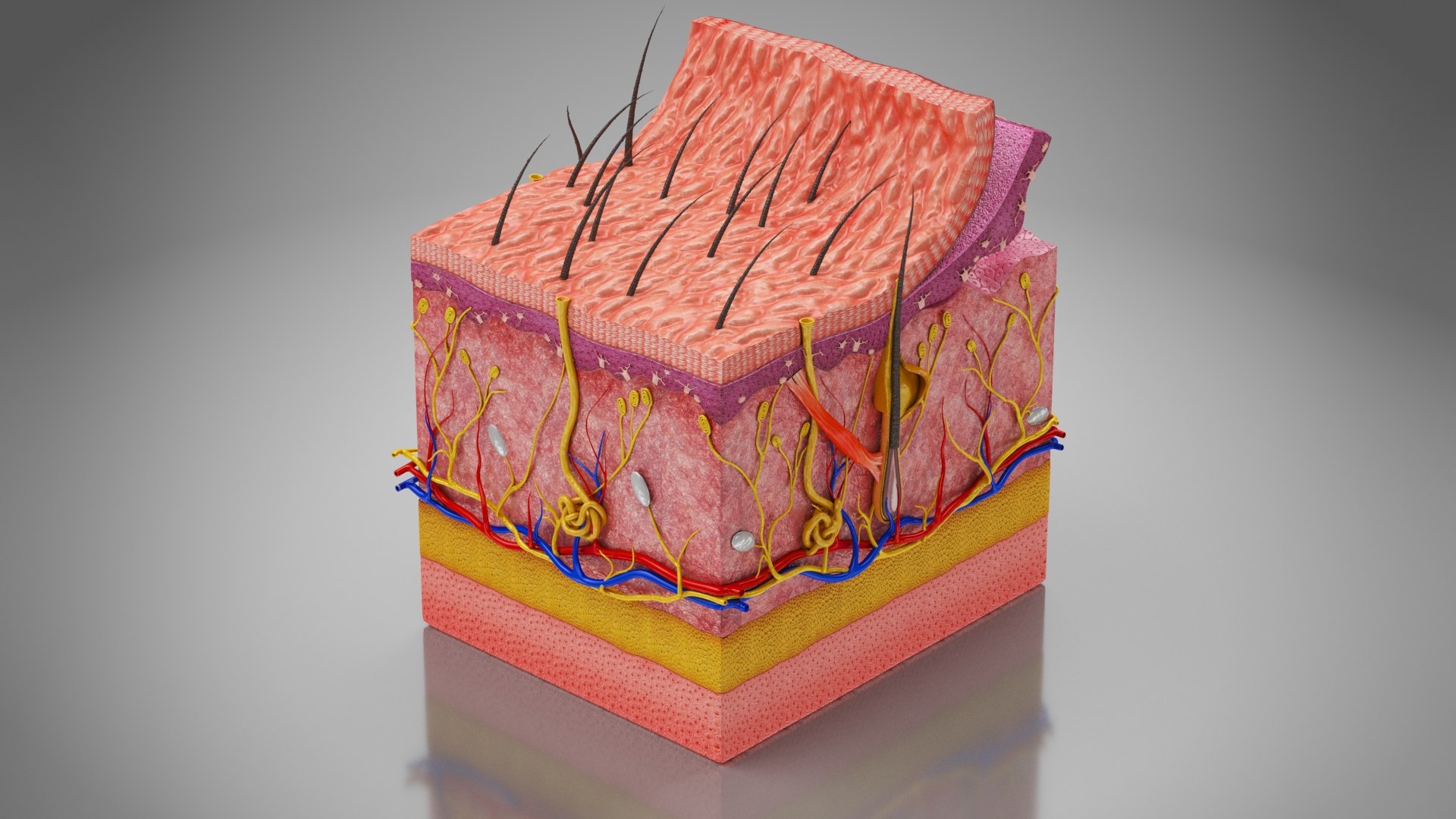 3D Skin Parts Anatomy - TurboSquid 1769936