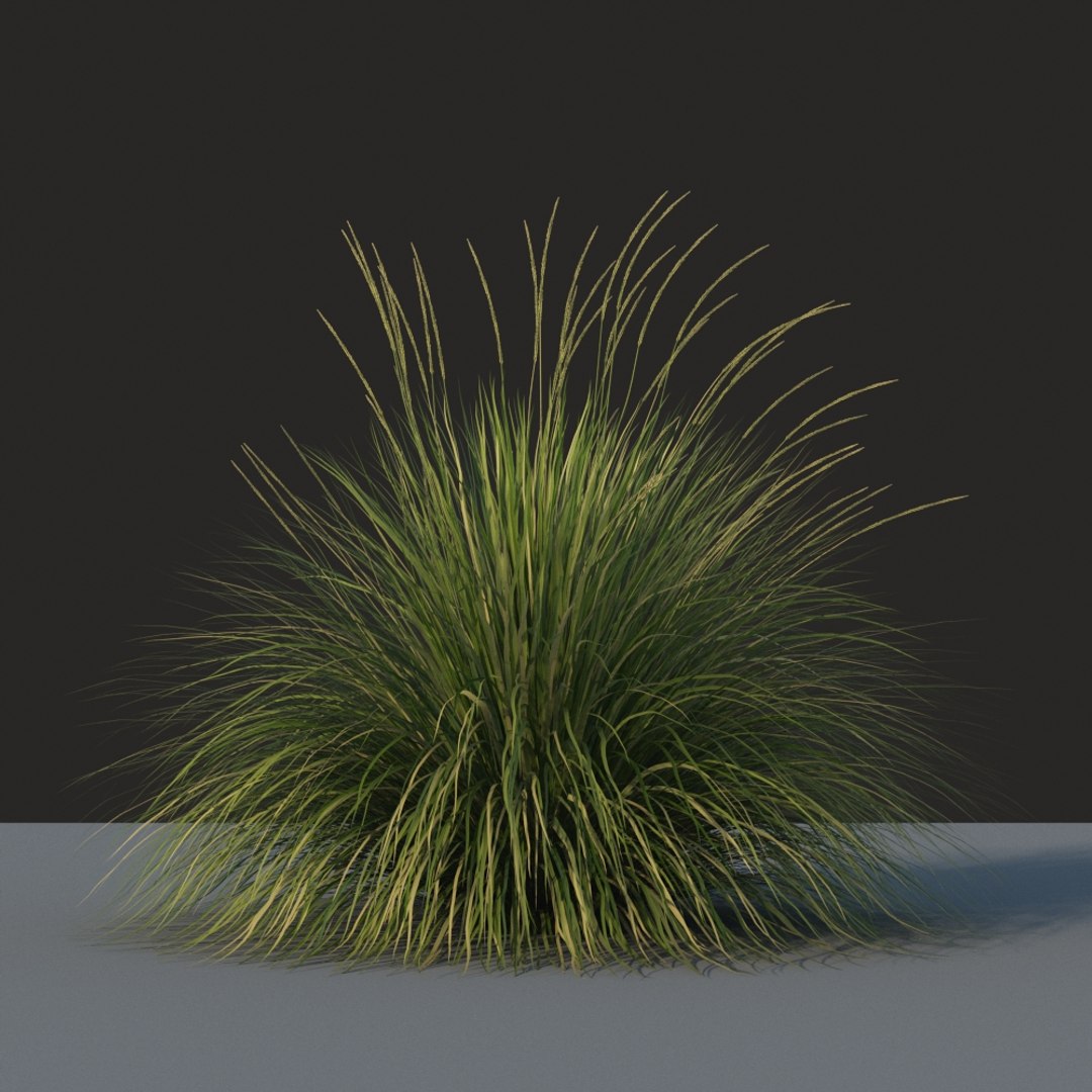 XfrogPlants Deergrass - Muhlenbergia Rigens 3D Model - TurboSquid 1736114