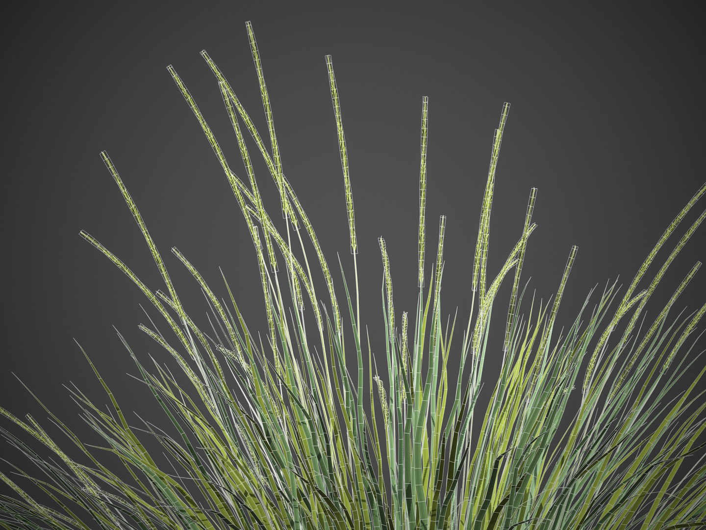 XfrogPlants Deergrass - Muhlenbergia Rigens 3D Model - TurboSquid 1736114