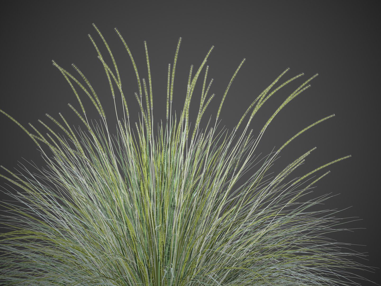 XfrogPlants Deergrass - Muhlenbergia Rigens 3D Model - TurboSquid 1736114