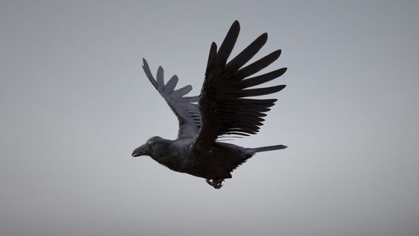 3D Raven Rigged - TurboSquid 1994841