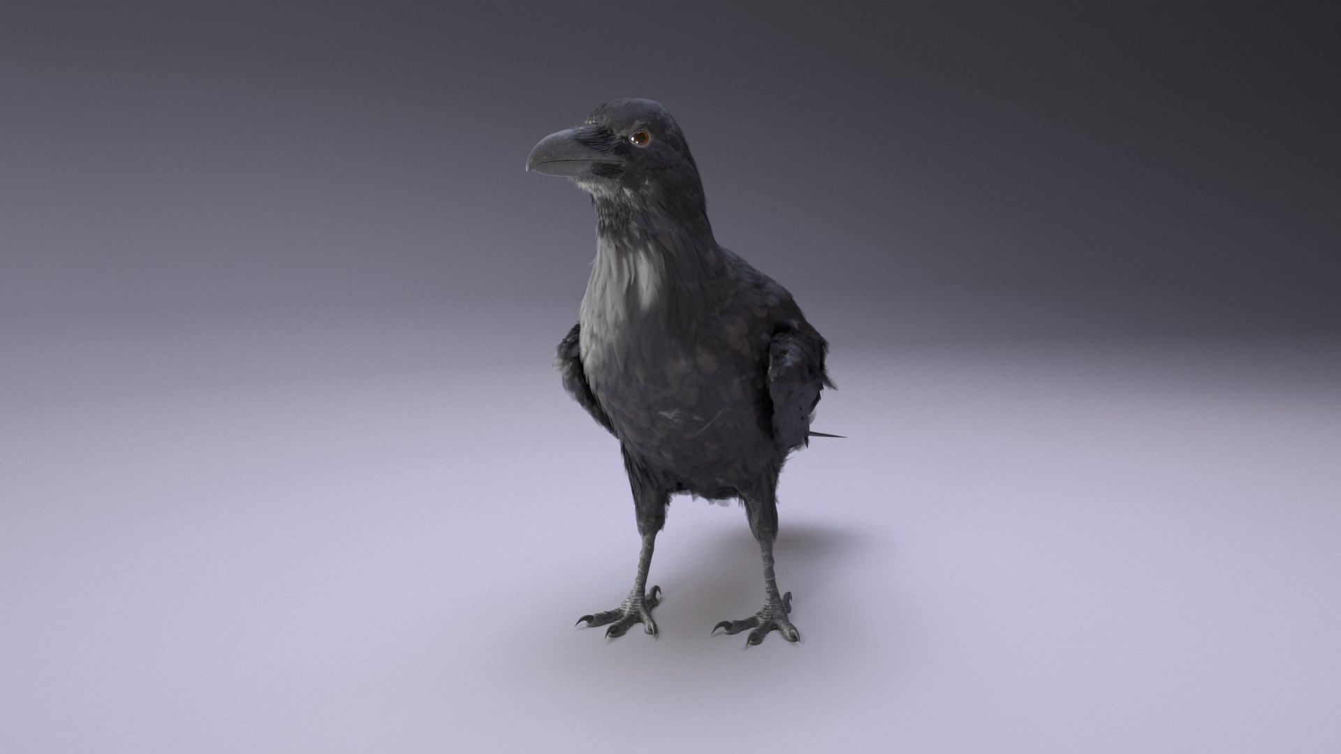 3D Raven Rigged - TurboSquid 1994841