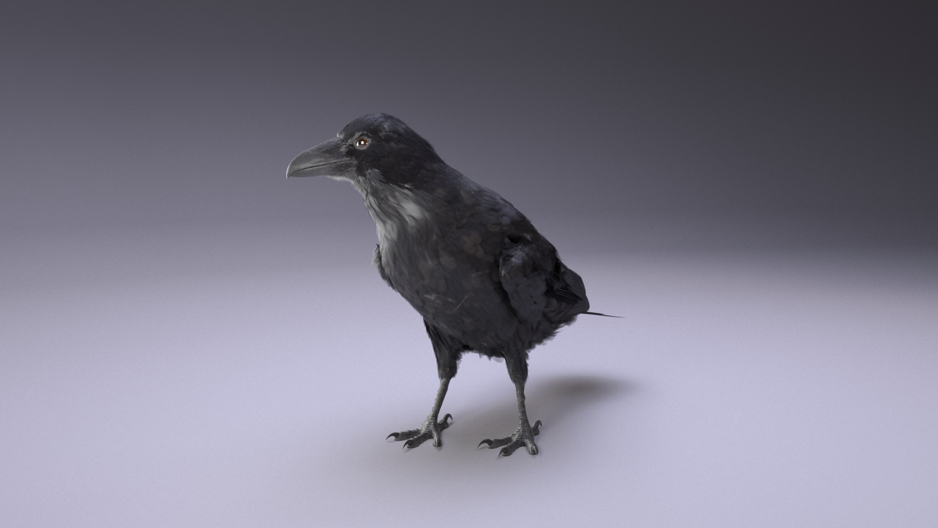 3D Raven Rigged - TurboSquid 1994841