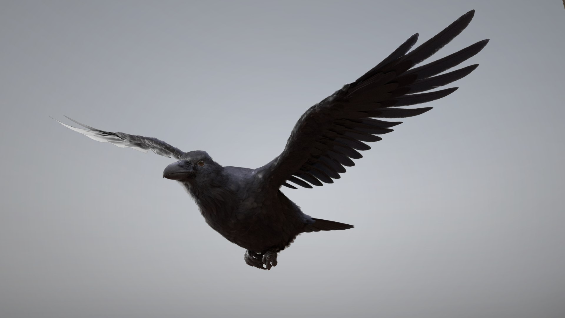 3D Raven Rigged - TurboSquid 1994841