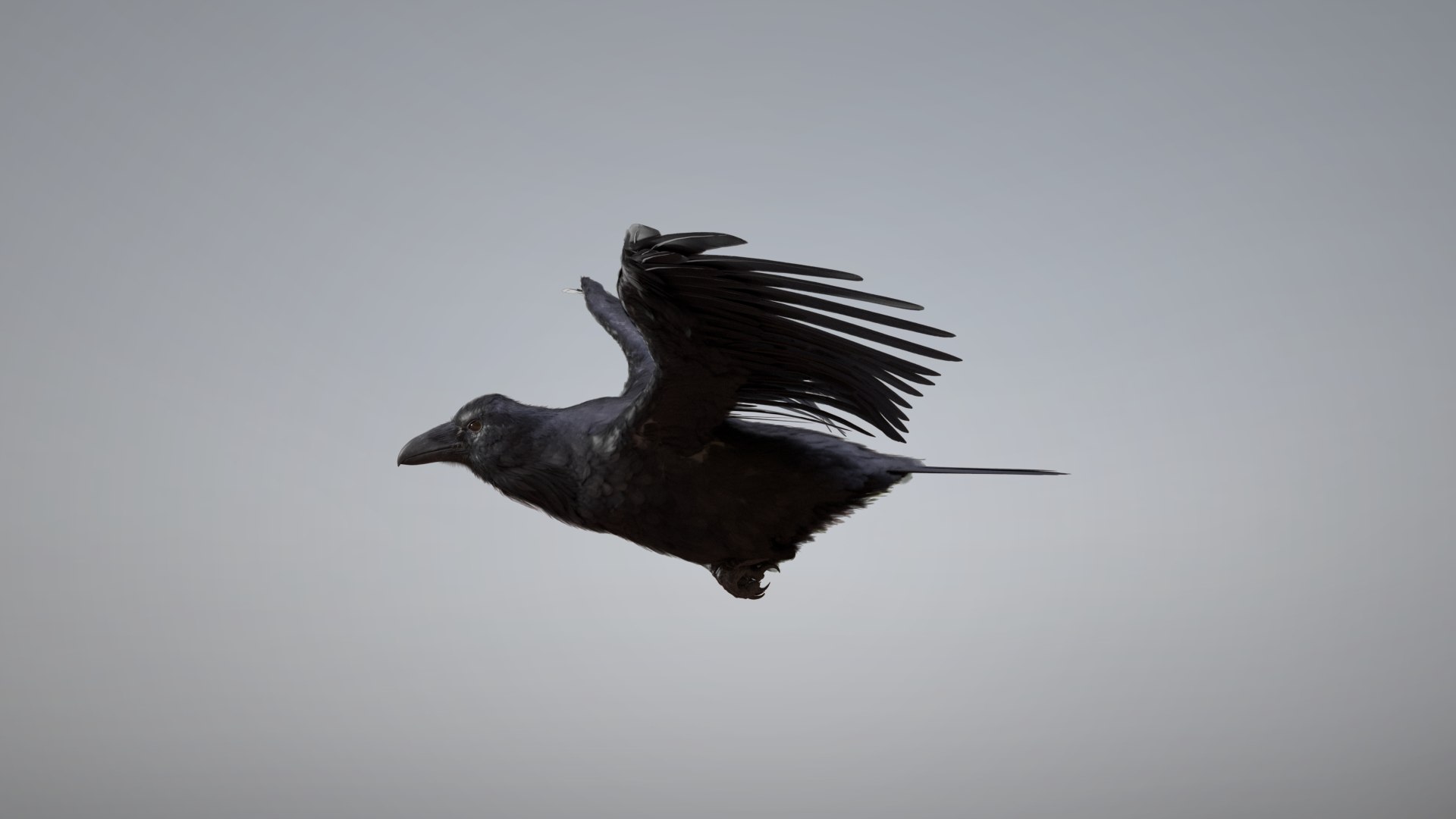 3D Raven Rigged - TurboSquid 1994841