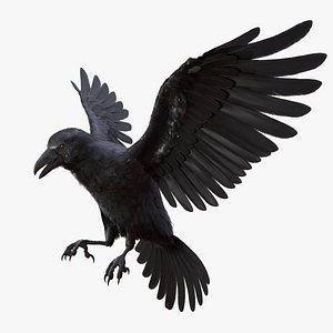 Download Free & Premium Raven 3D Models | TurboSquid