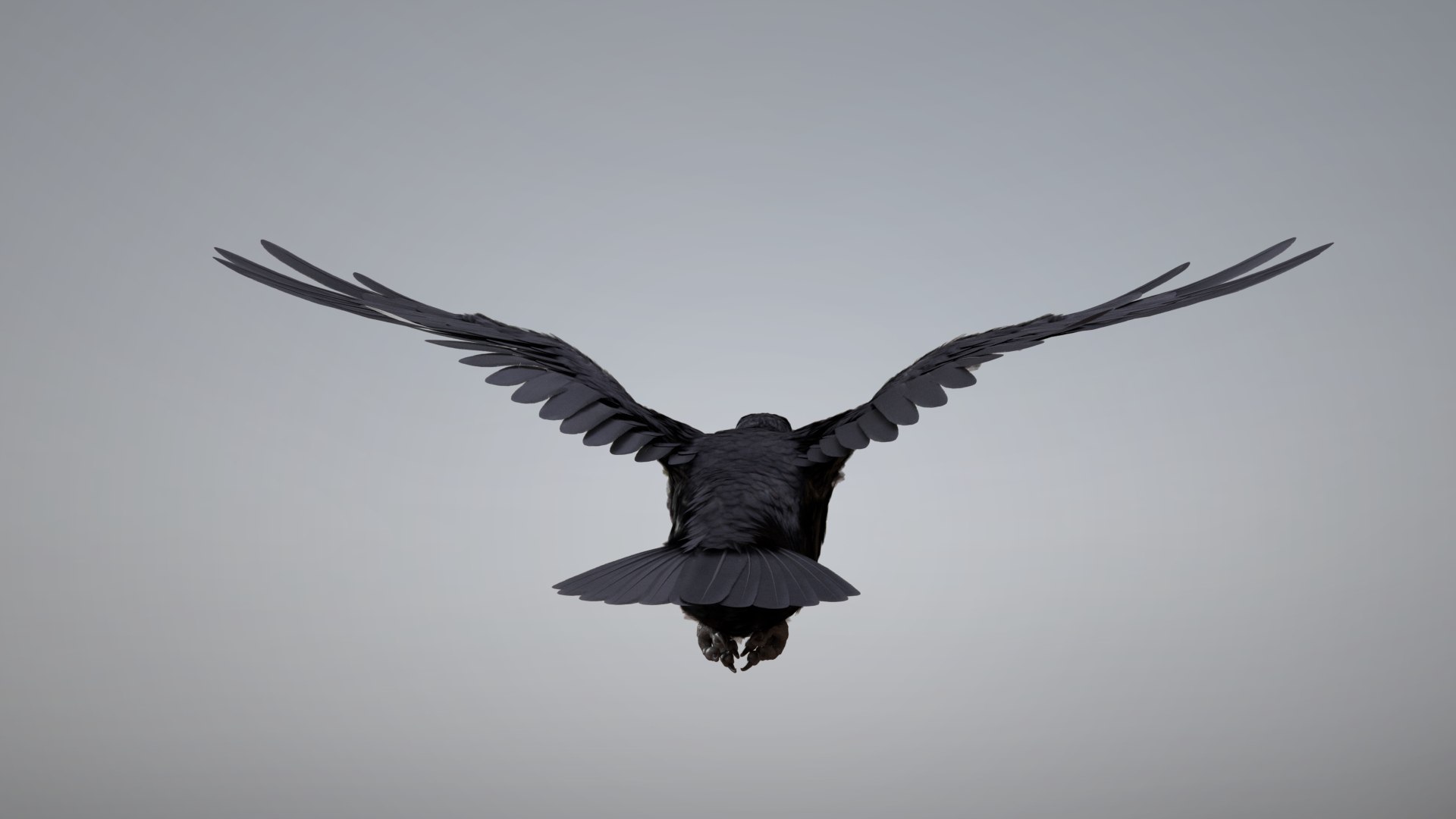 3D Raven Rigged - TurboSquid 1994841