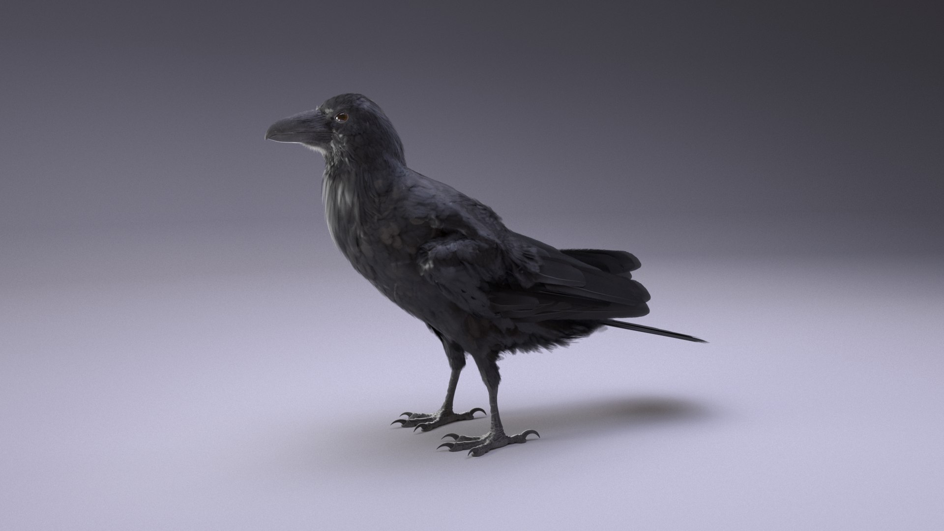 3D Raven Rigged - TurboSquid 1994841
