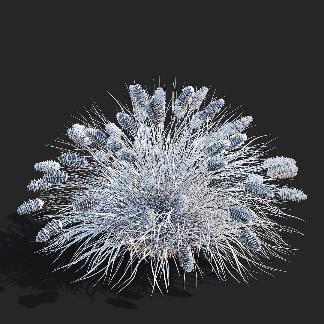 Pennisetum Alopecuroides Little Bunny 3D - TurboSquid 2121468