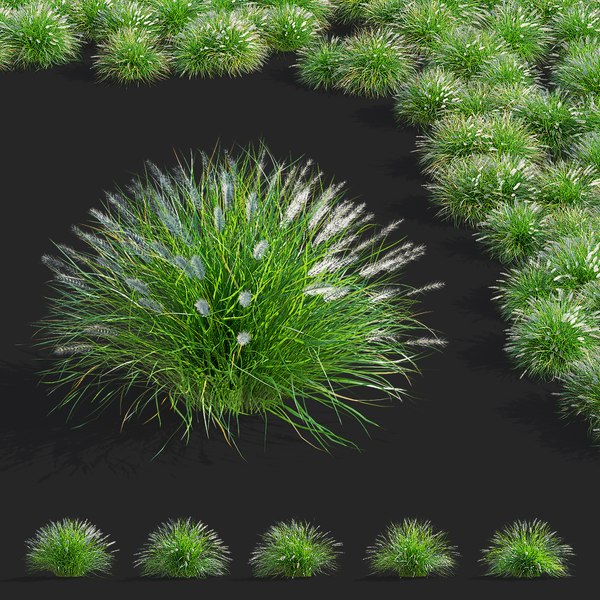 modelo 3d Pennisetum alopecuroides Conejito - TurboSquid 2121468