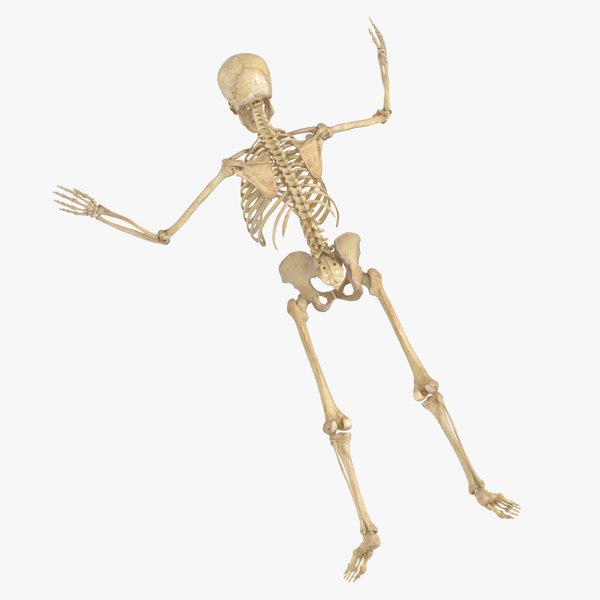 Female Skeleton 3D Models for Download | TurboSquid