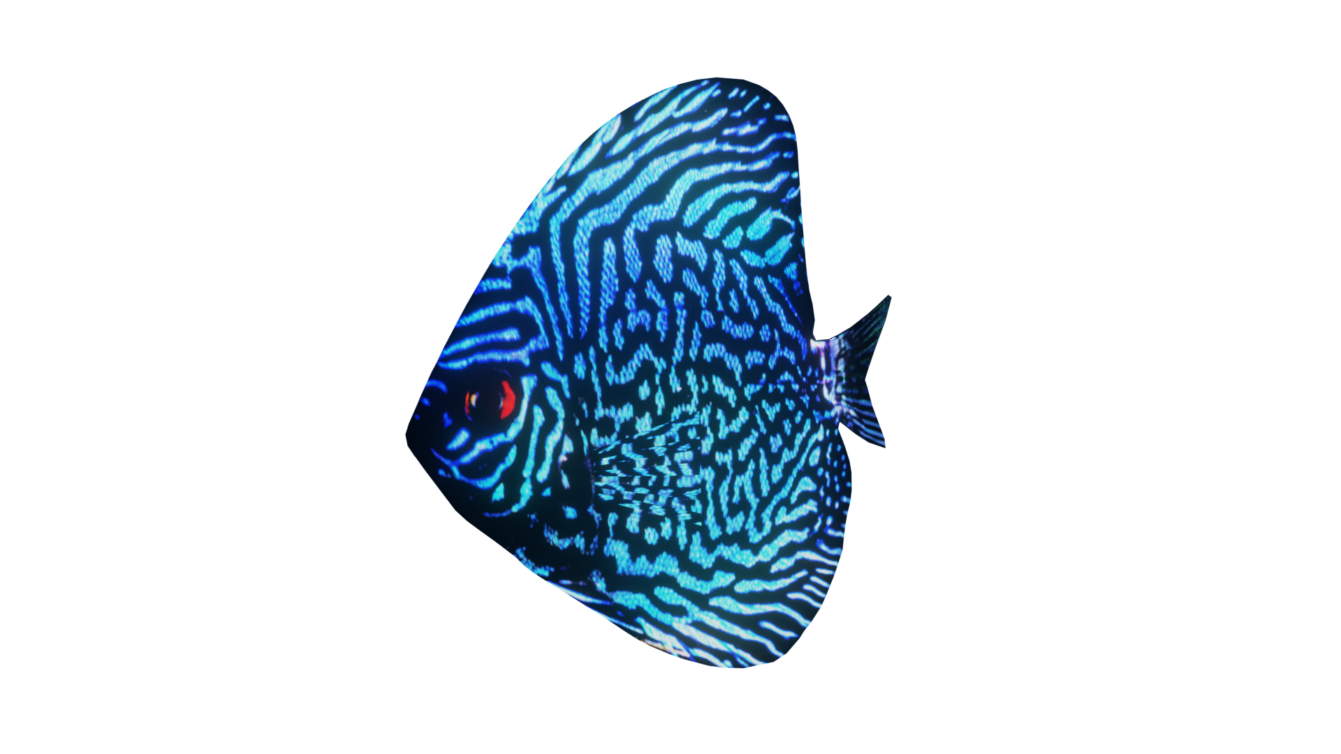 3D Discus Low Poly Model - TurboSquid 2039272