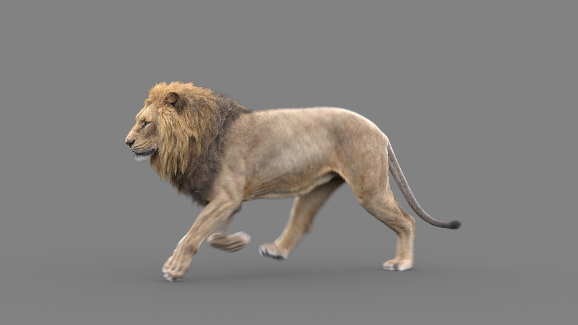 3D Lion Animated Model - TurboSquid 1876643
