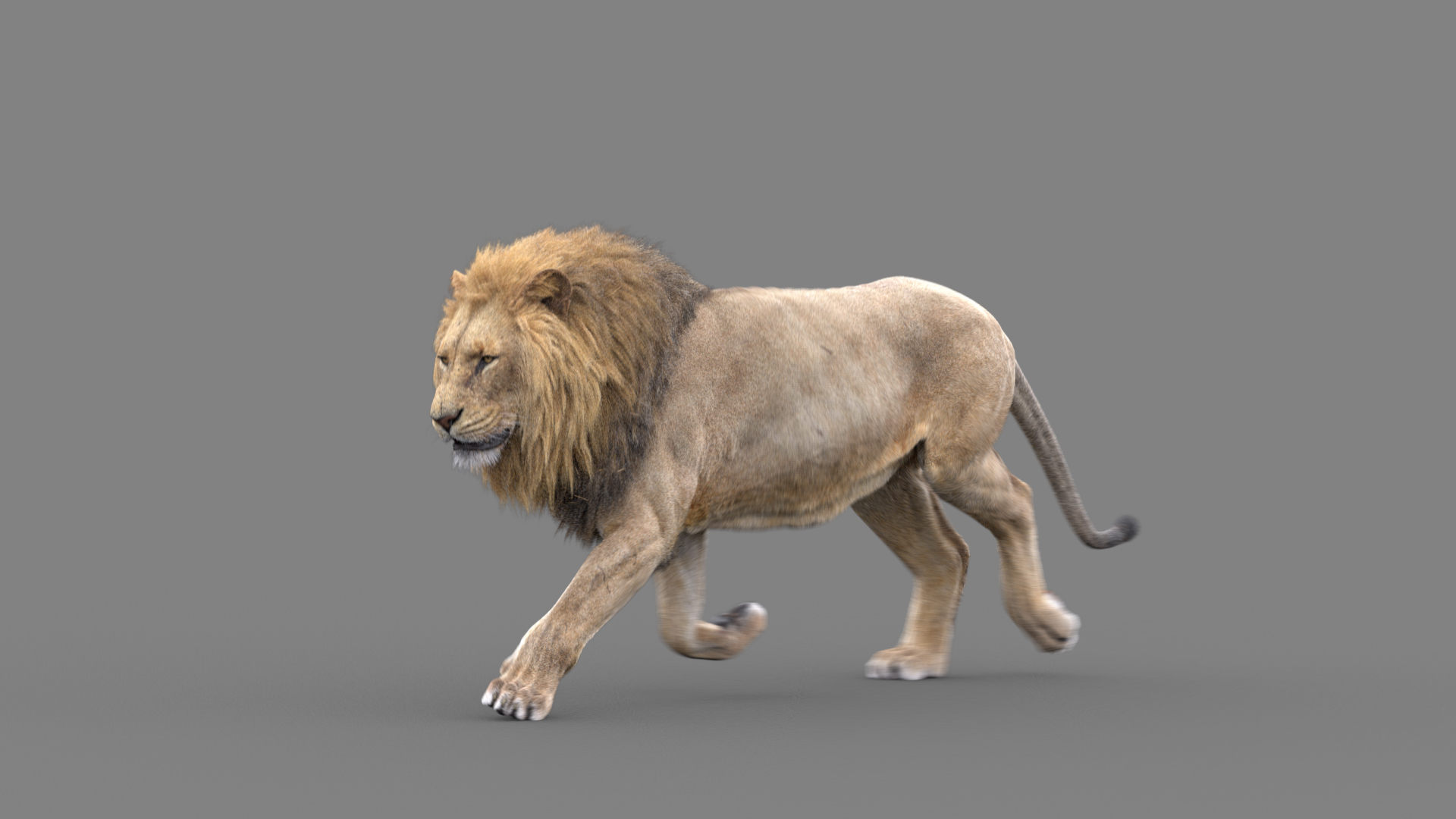 3D Lion Animated Model - TurboSquid 1876643