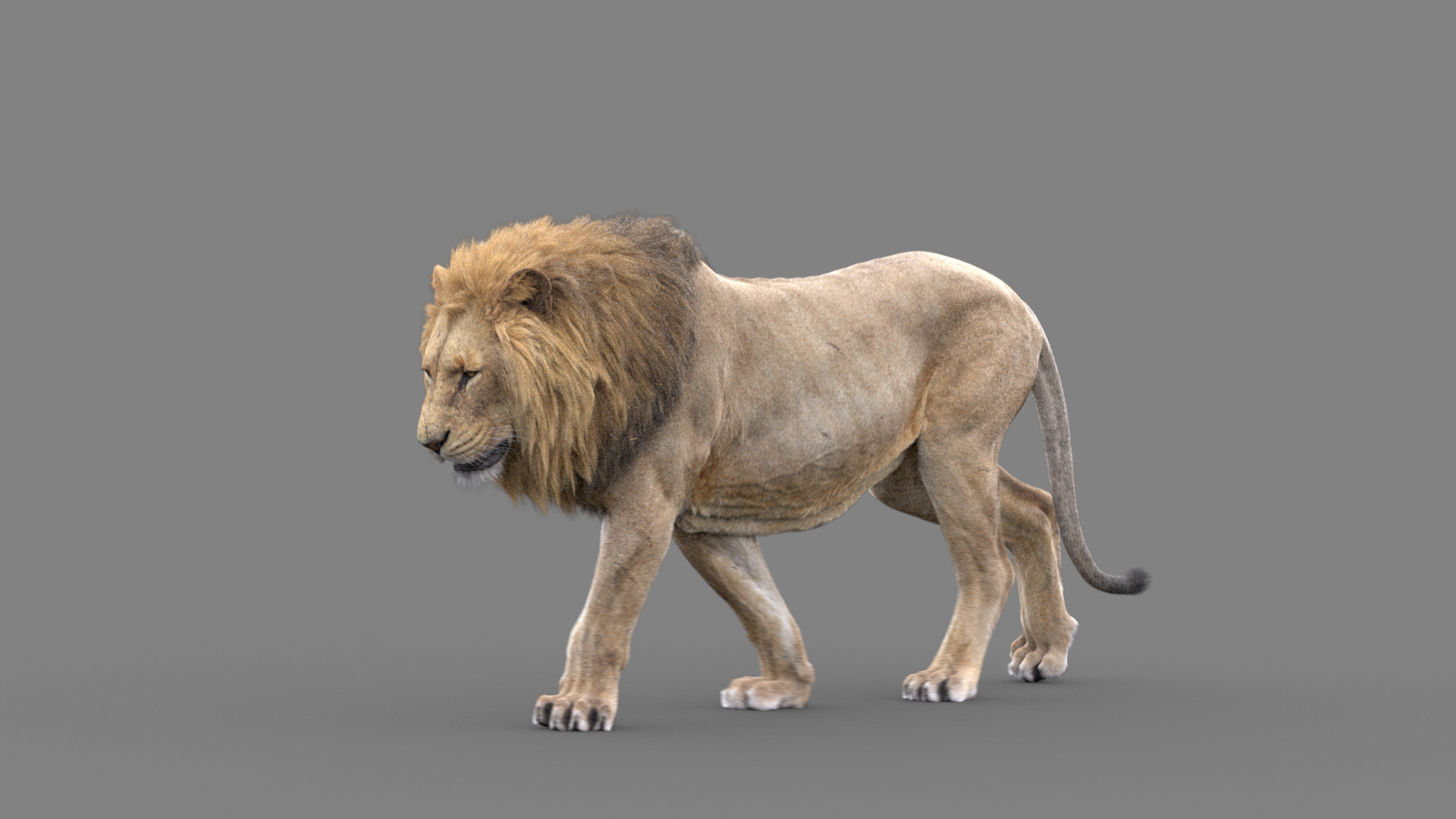 3D Lion Animated Model - TurboSquid 1876643