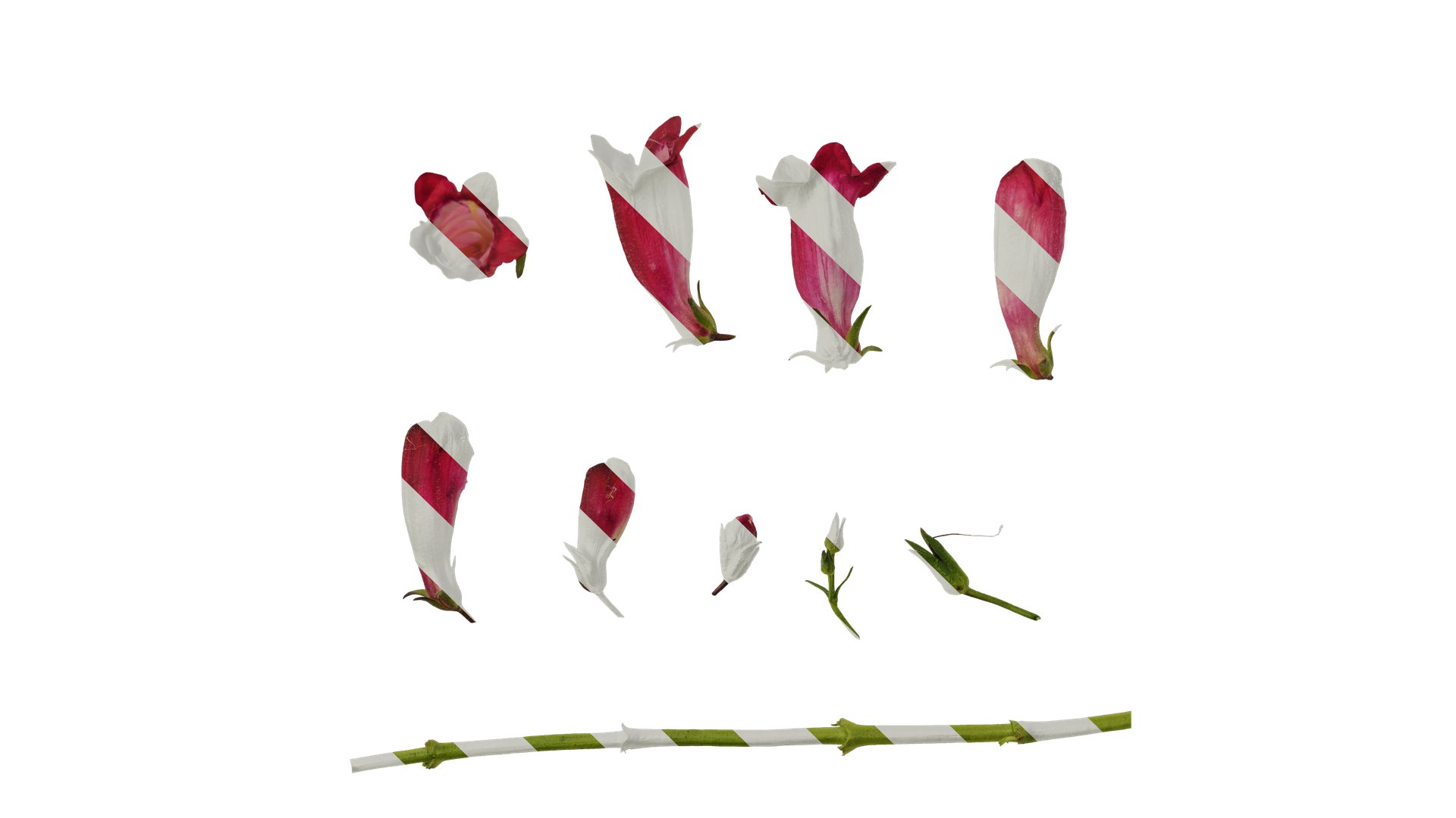 3D Anydrafts Penstemon Barbatus Atlas 01 Textures - TurboSquid 2357640