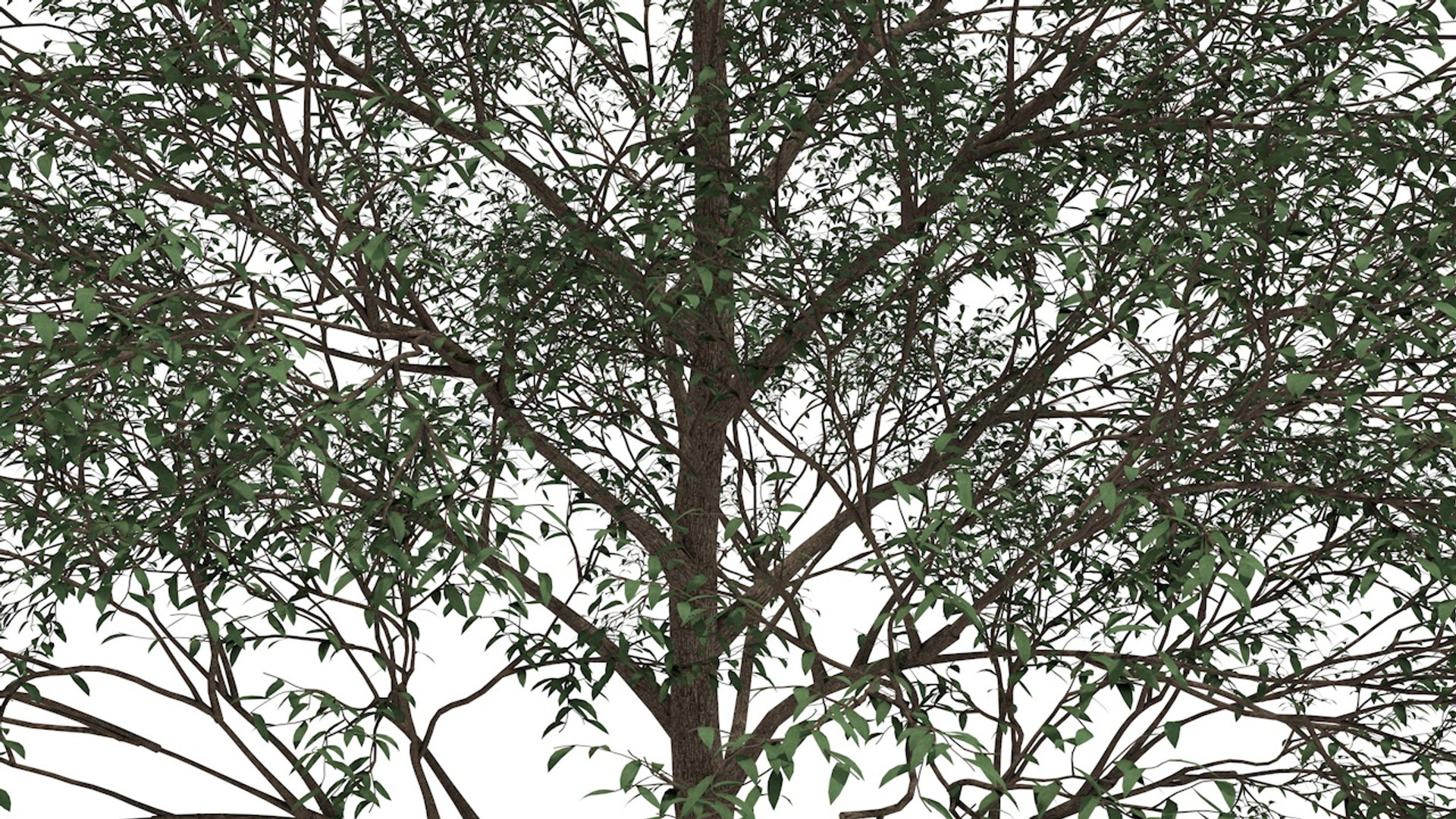 3D Model Mountain Maple Tree - TurboSquid 1397352