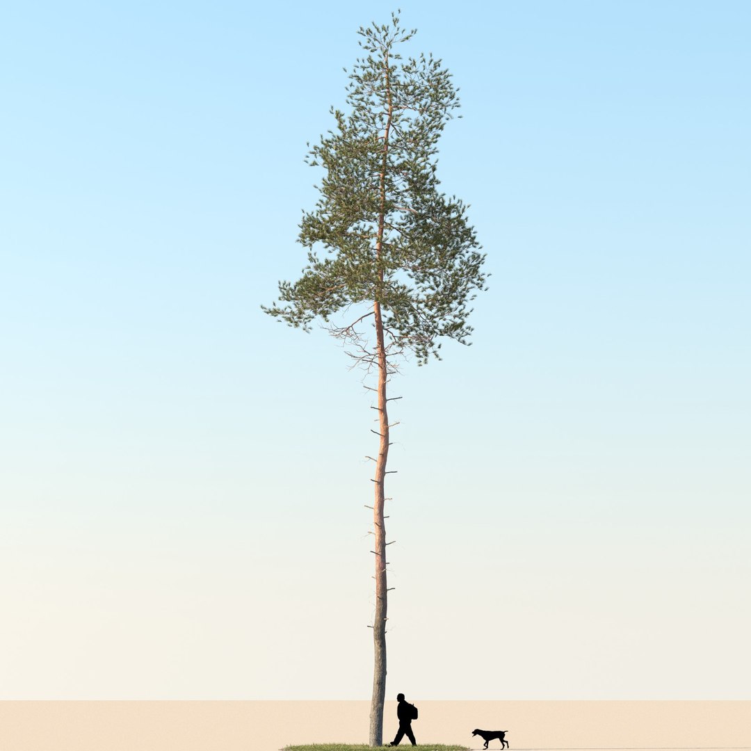 3d realistic pine tree model