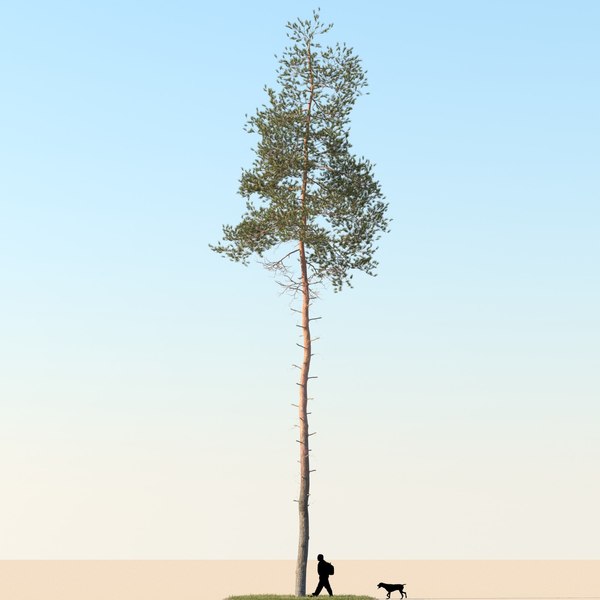 3d realistic pine tree model
