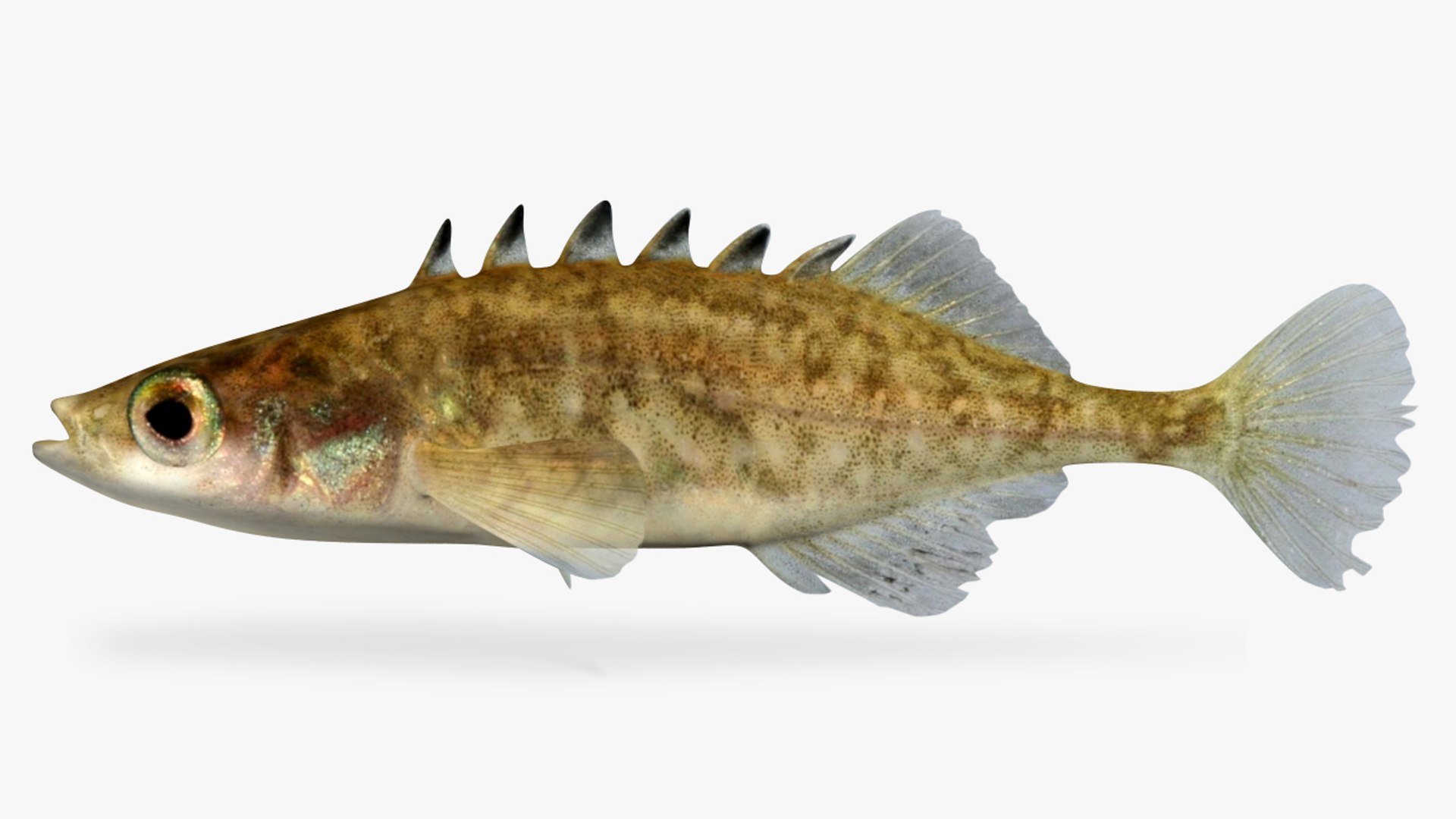 3D Model Culaea Inconstans Brook Stickleback - TurboSquid 1357807