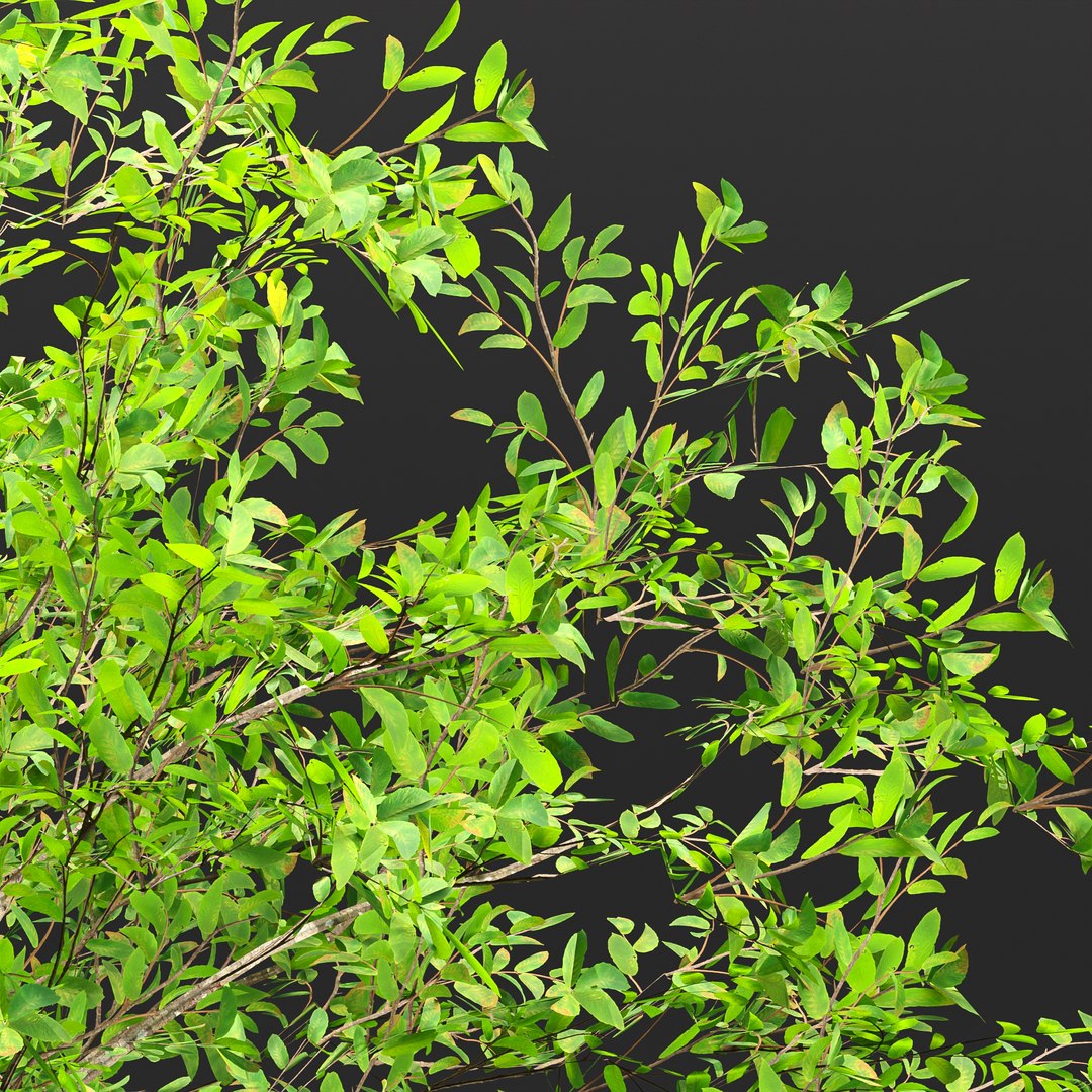 Low Poly Bushes Collection Vol 30-3dmodel 3D - TurboSquid 2247666