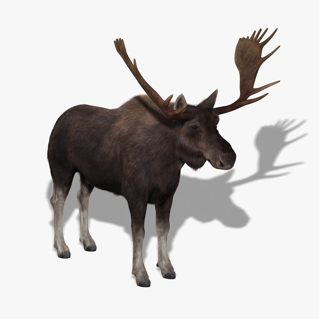 3ds max moose fur