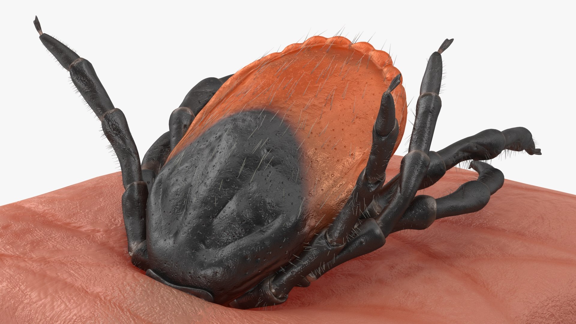3D Tick Stuck In Skin Fur Model - TurboSquid 1852266