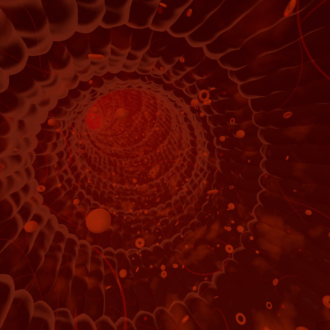 Human Vein Interior Model - TurboSquid 2166758