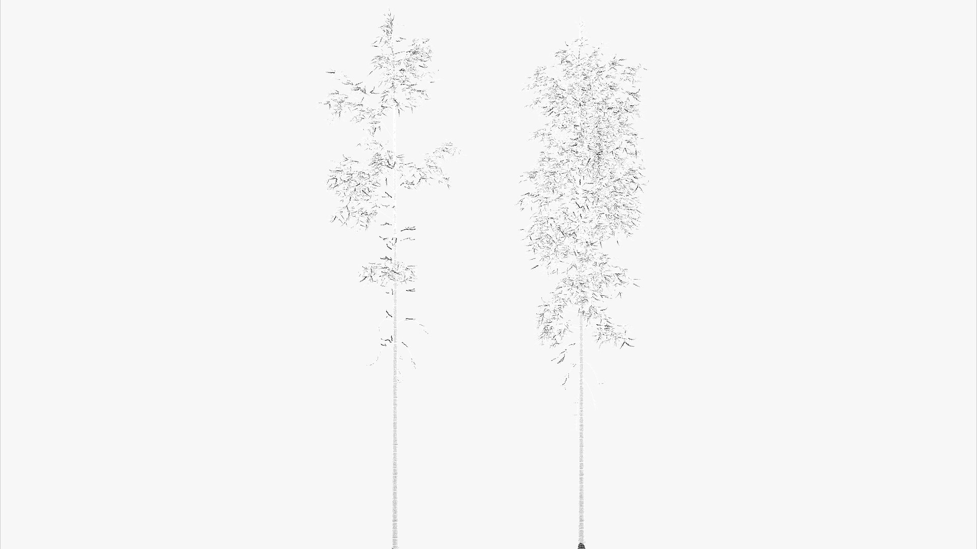 Bamboo Grow Animation 3D Model - TurboSquid 1896526