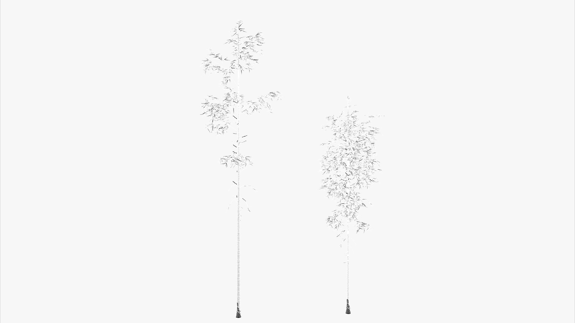 Bamboo Grow Animation 3D Model - TurboSquid 1896526