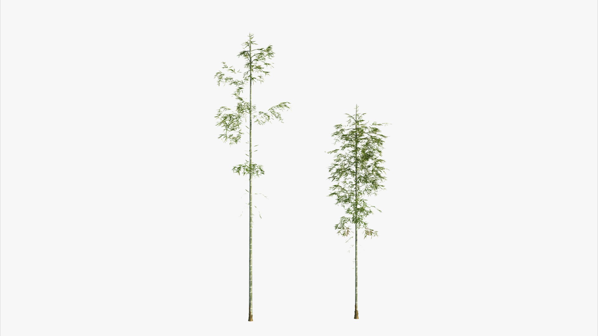 Bamboo Grow Animation 3D Model - TurboSquid 1896526