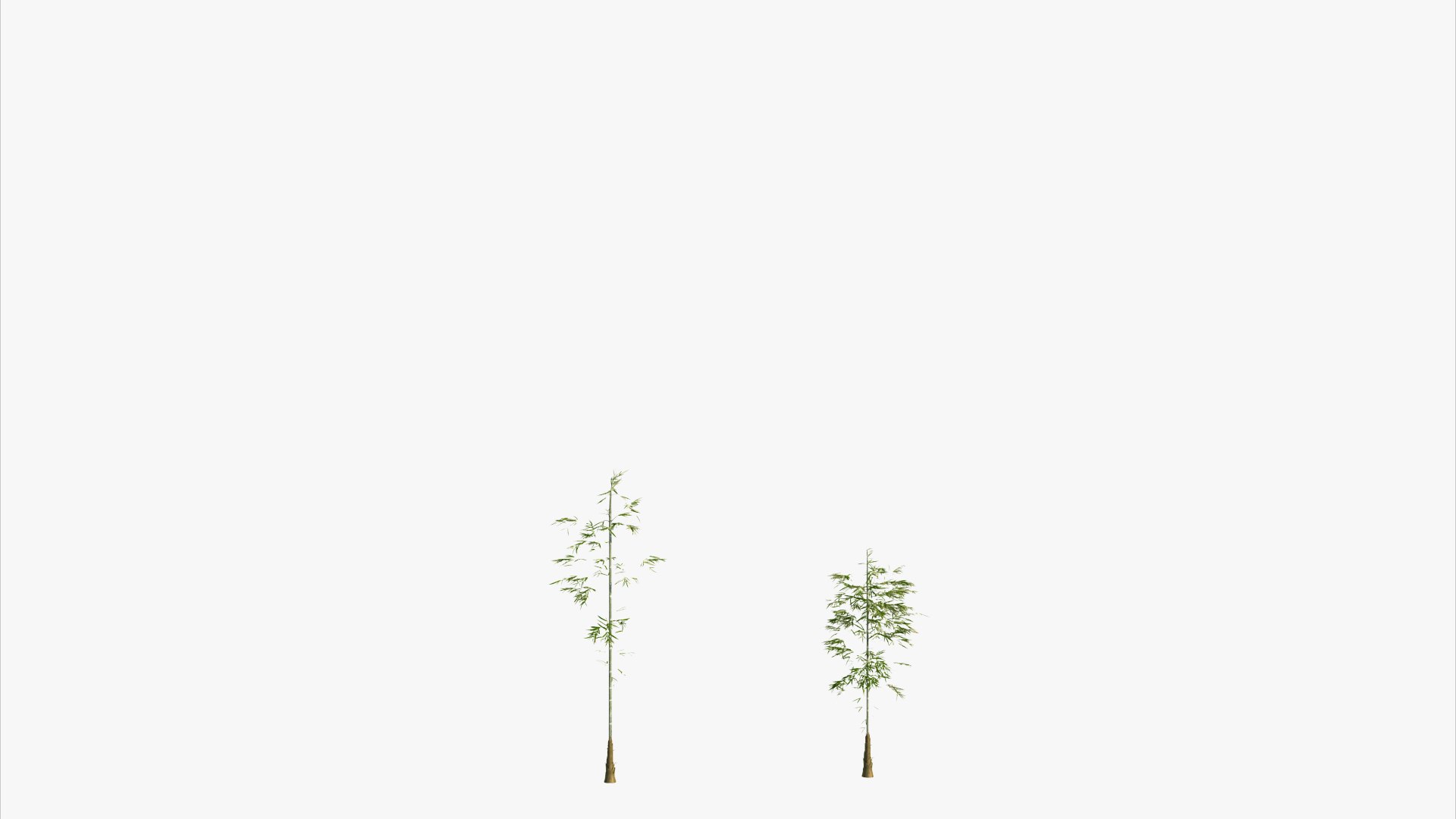 Bamboo Grow Animation 3D Model - TurboSquid 1896526