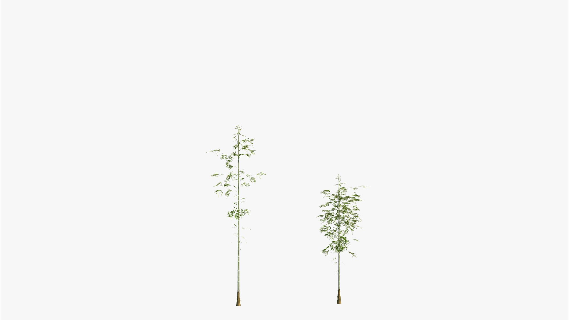 Bamboo Grow Animation 3D Model - TurboSquid 1896526