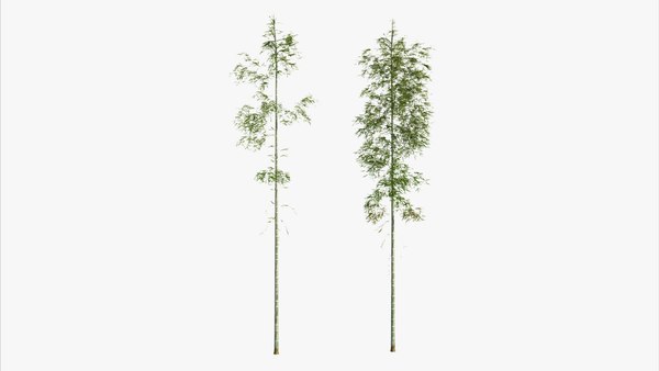 bamboo grow Animation 3D 모델 - TurboSquid 1896526