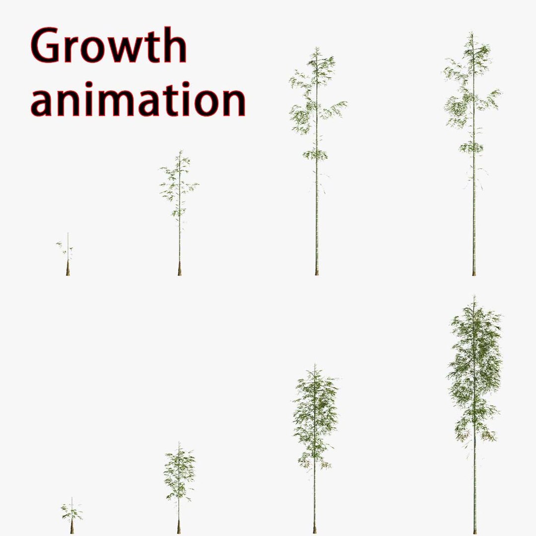 Bamboo Grow Animation 3D Model - TurboSquid 1896526