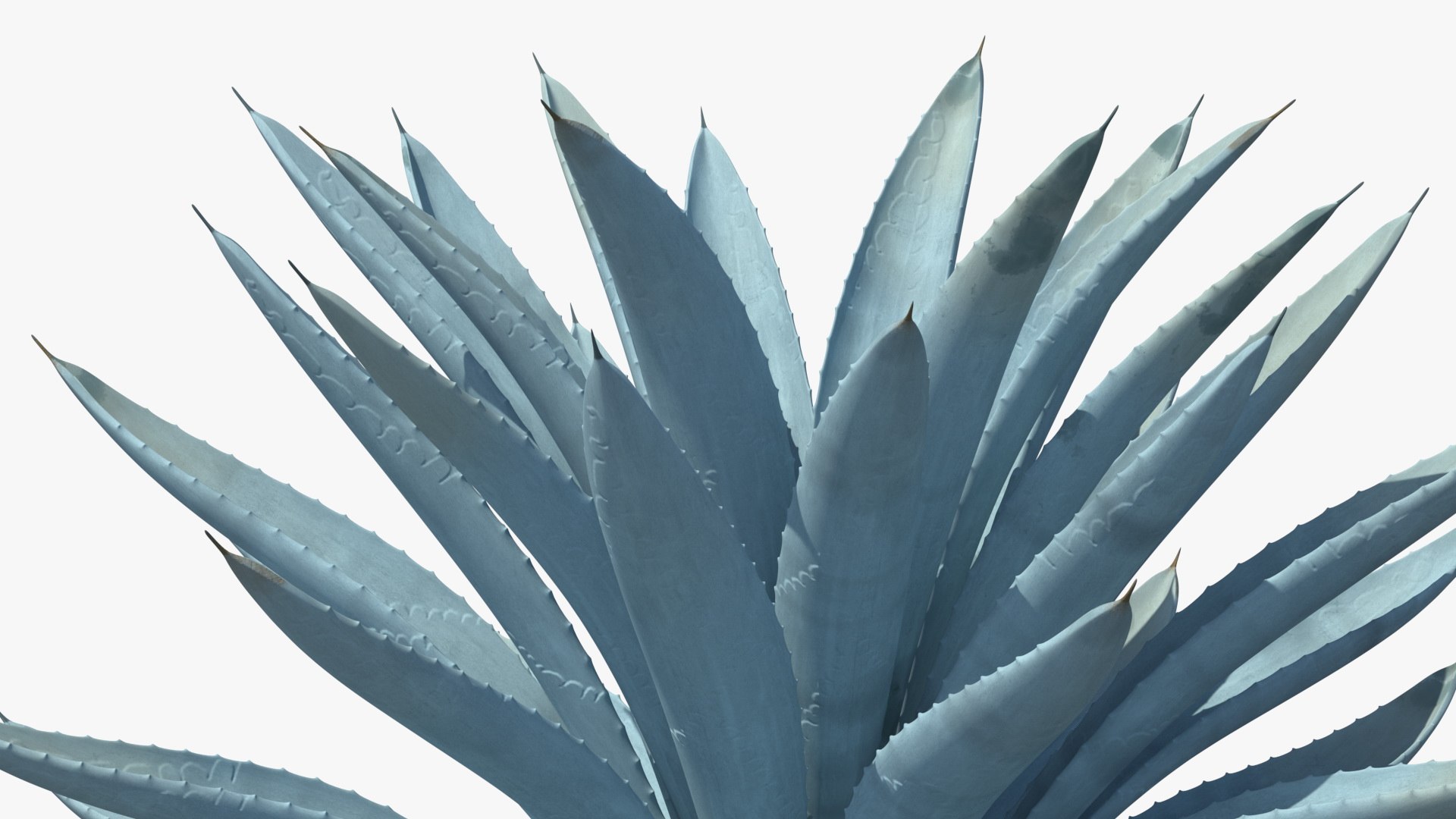 Big Agave Tequilana Blue 3D Model - TurboSquid 1521630