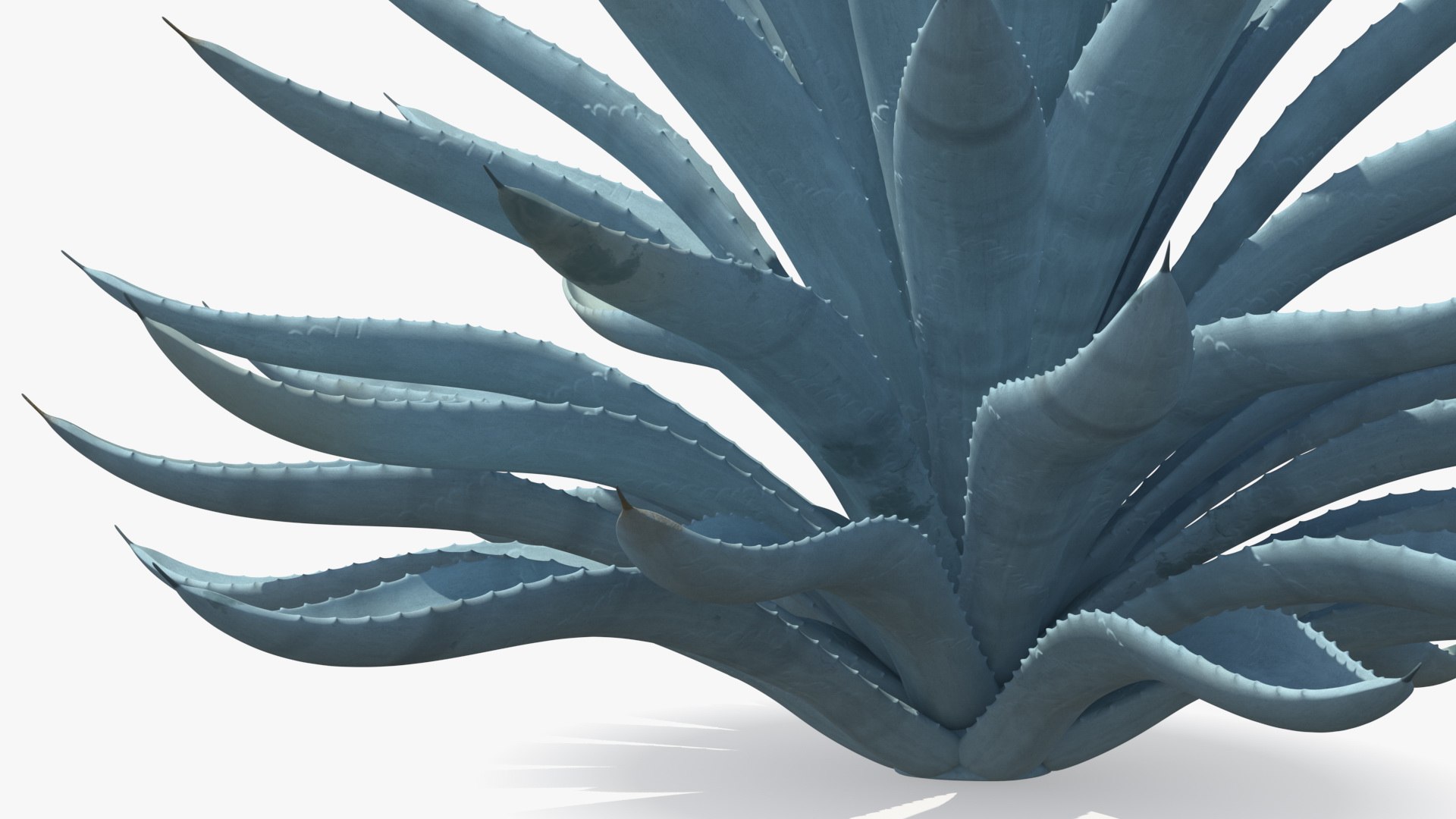 Big Agave Tequilana Blue 3D Model - TurboSquid 1521630