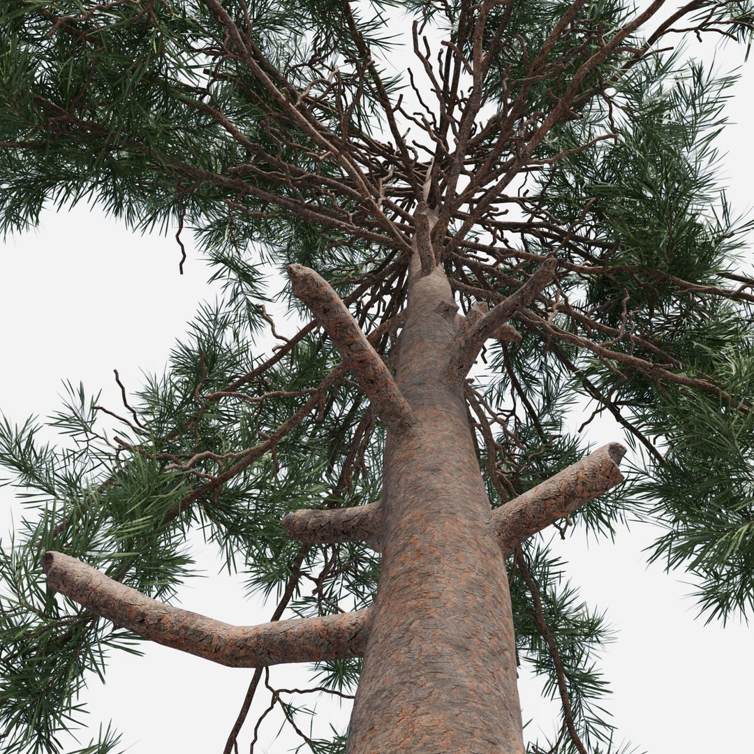 Pine Tree Model - TurboSquid 1239826