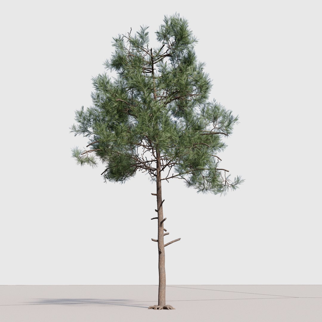 Pine Tree Model - TurboSquid 1239826