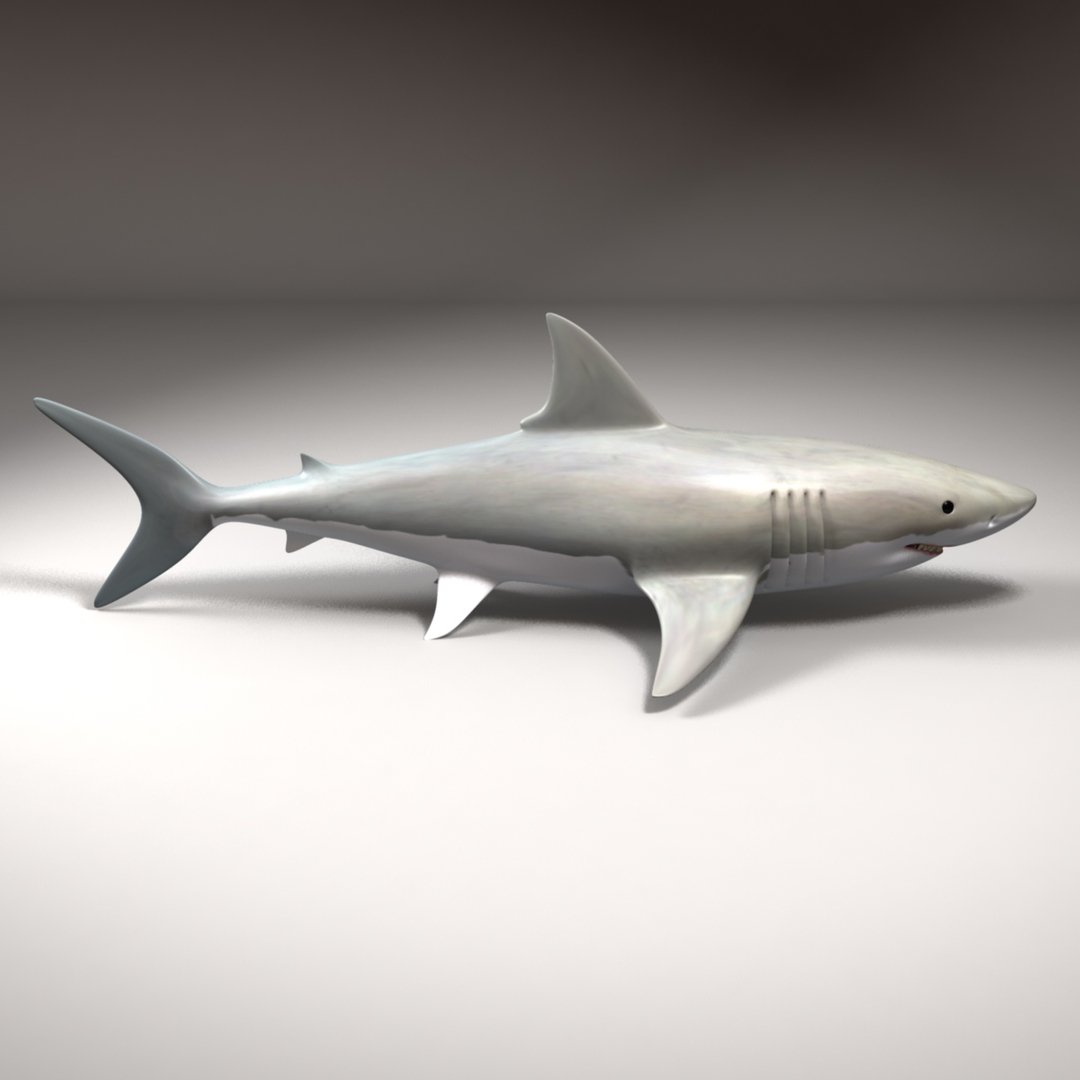 3d Shark