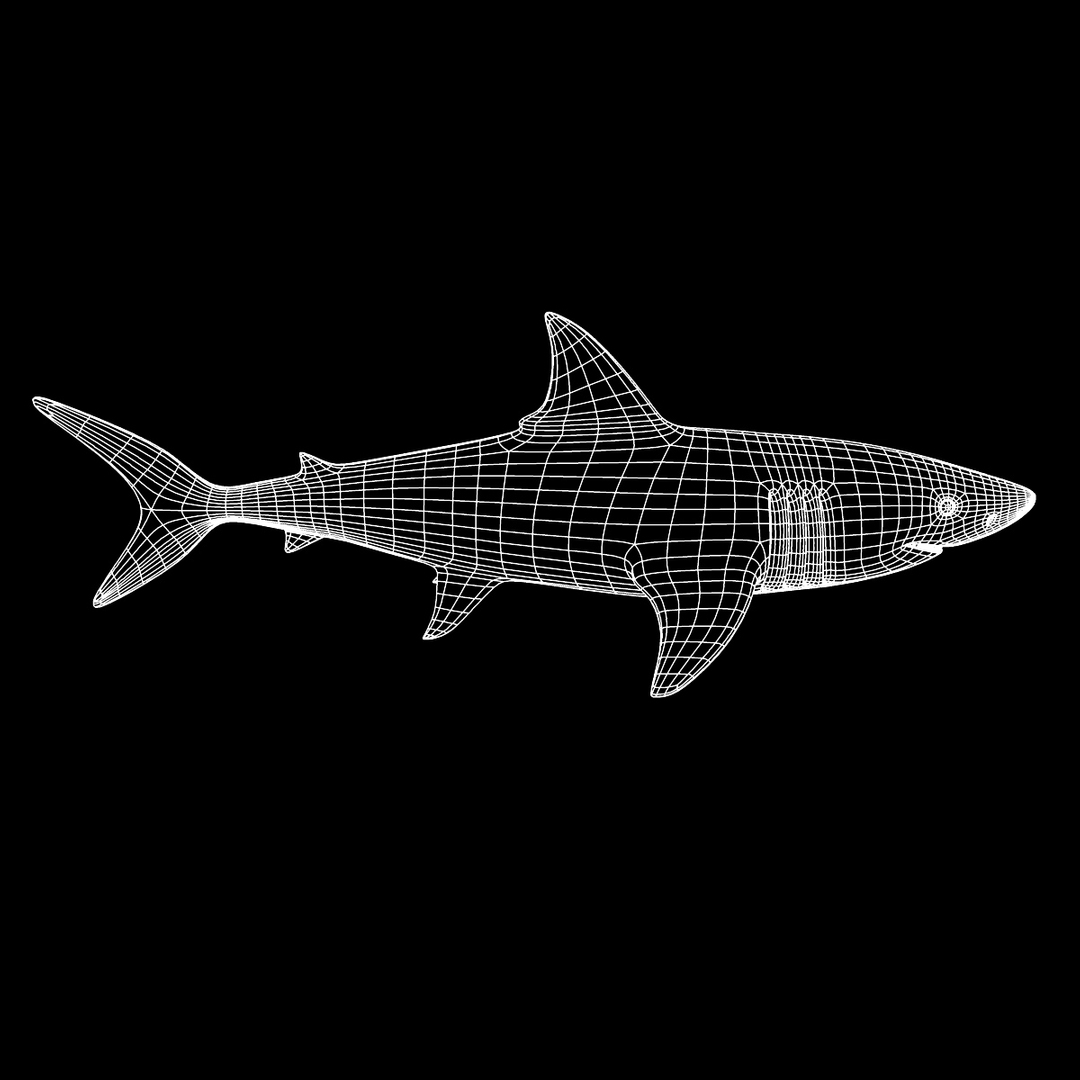 3d Shark