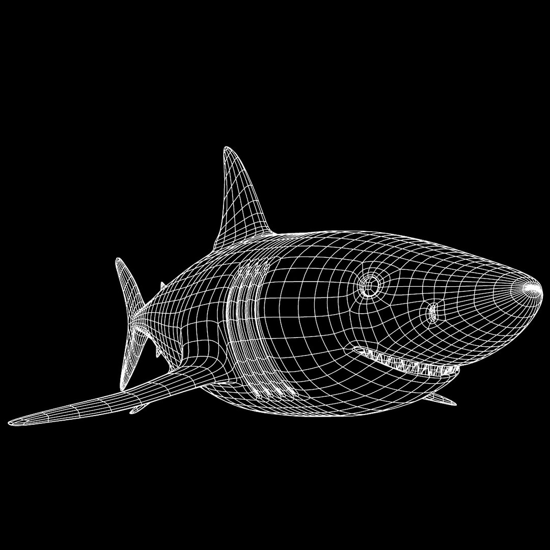 3d Shark