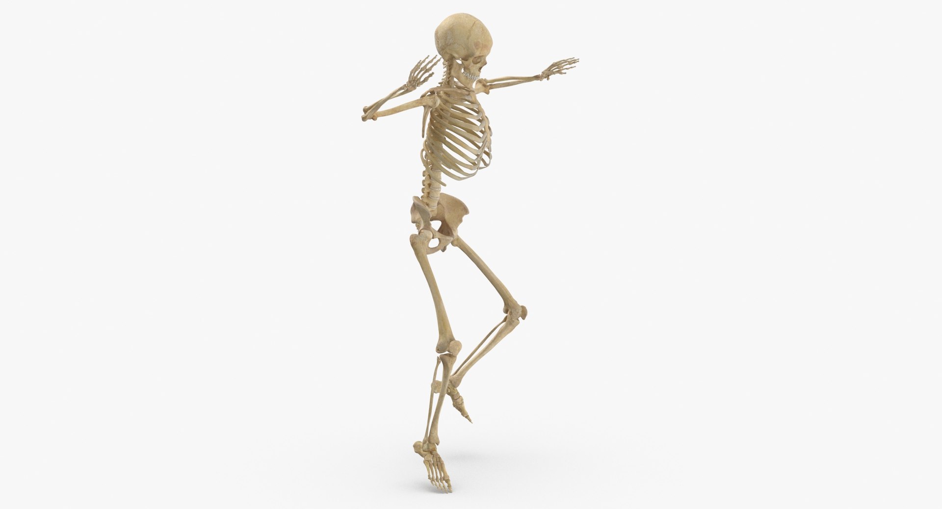 Real human female skeleton model - TurboSquid 1667679