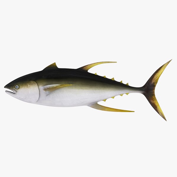 tuna 3d model