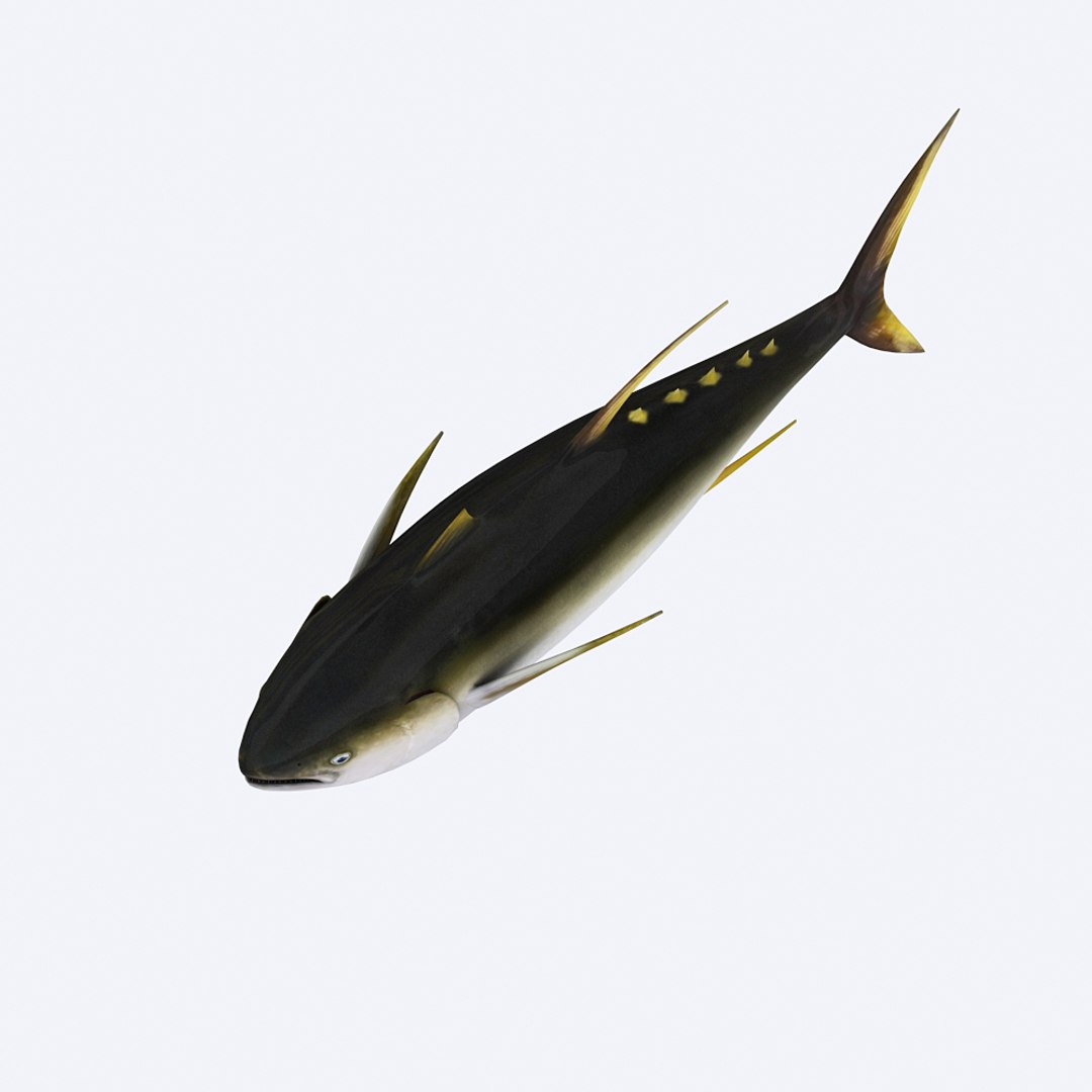 Tuna 3d Model